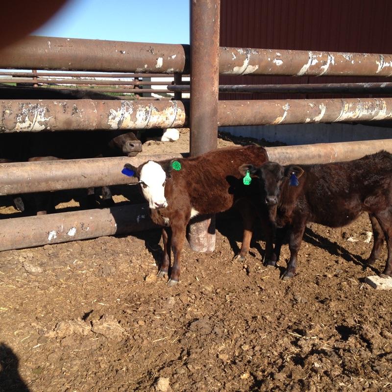 Cattle rustlers steal $19,000 worth of calves in Fremont County - East ...