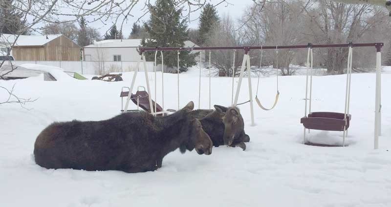 Idaho Fish and Game capture, relocate three moose in Parker - East ...