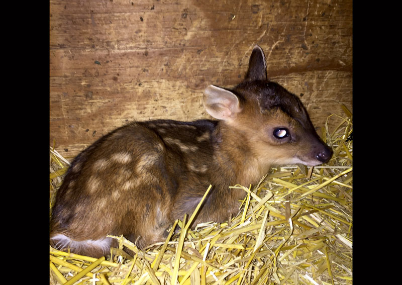 Idaho Falls Zoo welcomes baby 'vampire deer' - East Idaho News