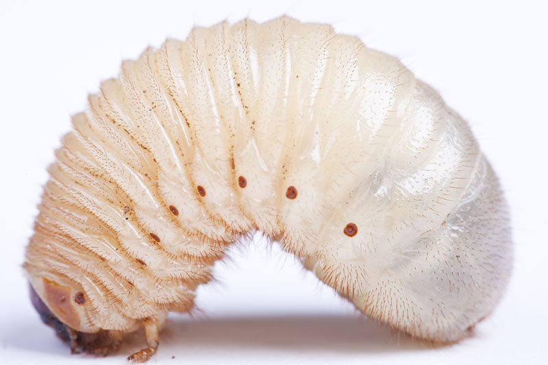 Eliminate lawn grub damage - East Idaho News