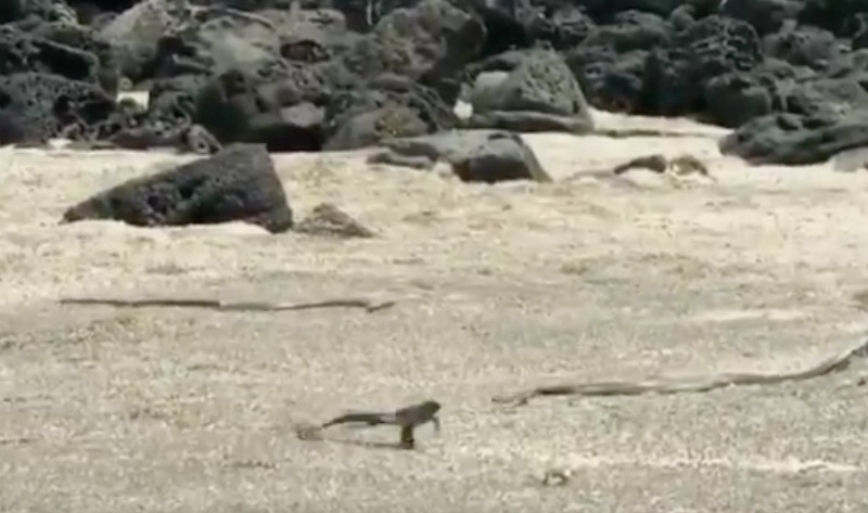 Have You Seen This? Amazing video of snakes chasing baby iguana - East ...