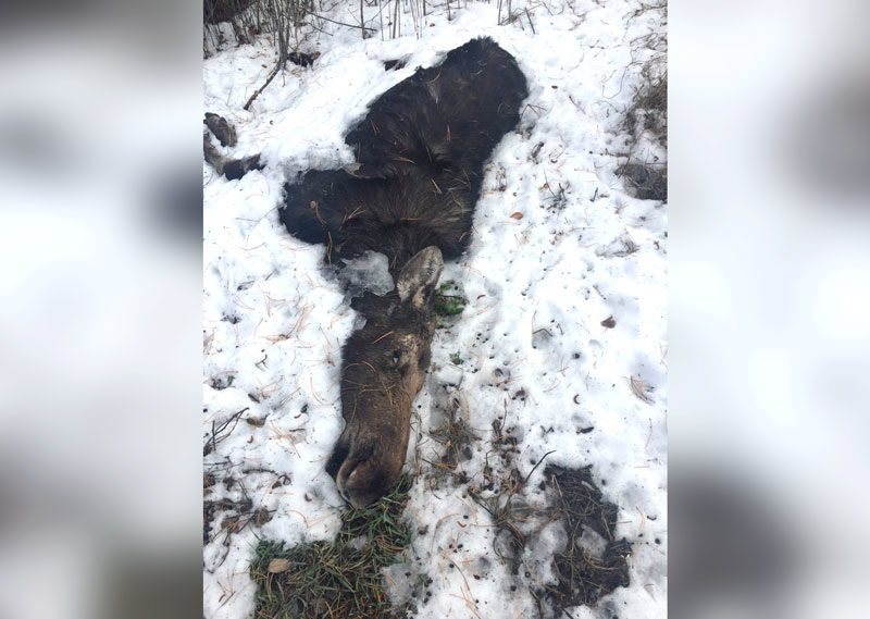 MOOSE MELT: Rexburg locals discover a dead moose in backyard - East ...