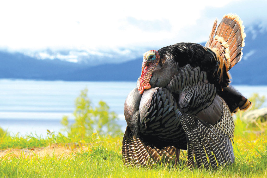 Turkey and black bear general seasons begin April 15 - East Idaho News