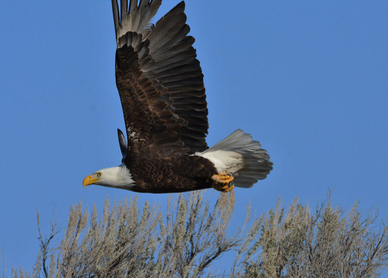 SCHIESS: Aggressive eagles take on lucky Sage Grouse - East Idaho News