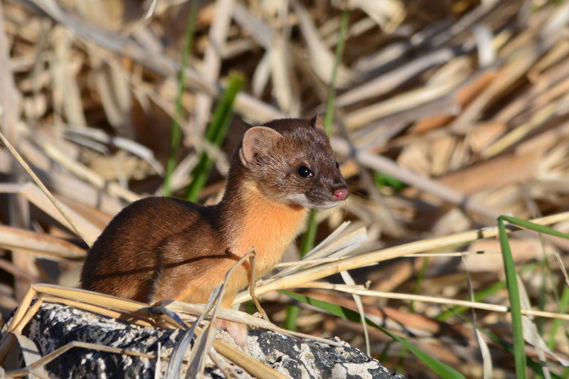 SCHIESS: Weasel battles and swooping songbirds - East Idaho News