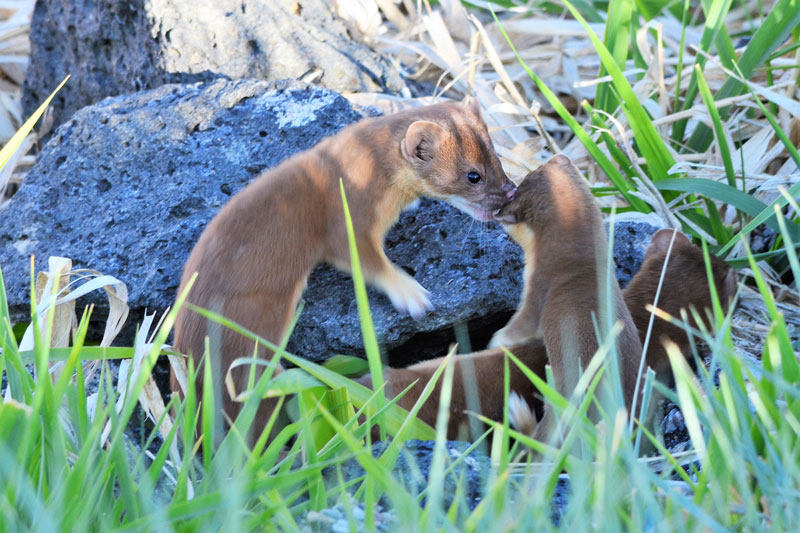 SCHIESS: Weasel battles and swooping songbirds - East Idaho News