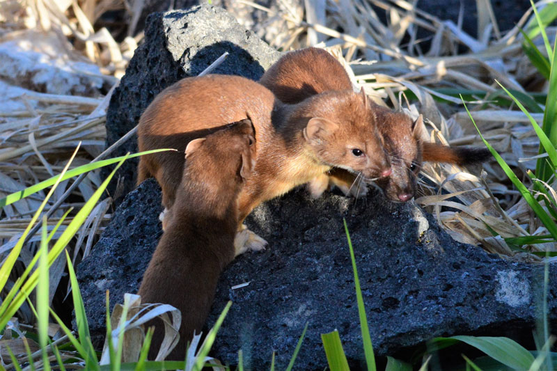 SCHIESS: Weasel battles and swooping songbirds - East Idaho News