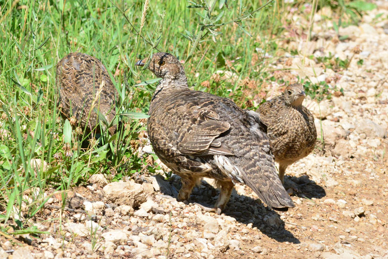 SCHIESS: Ruffed grouse abundant in area mountains - East Idaho News