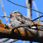 WATCH: A happy homecoming for Duncan, a two-legged dog who continues to ...