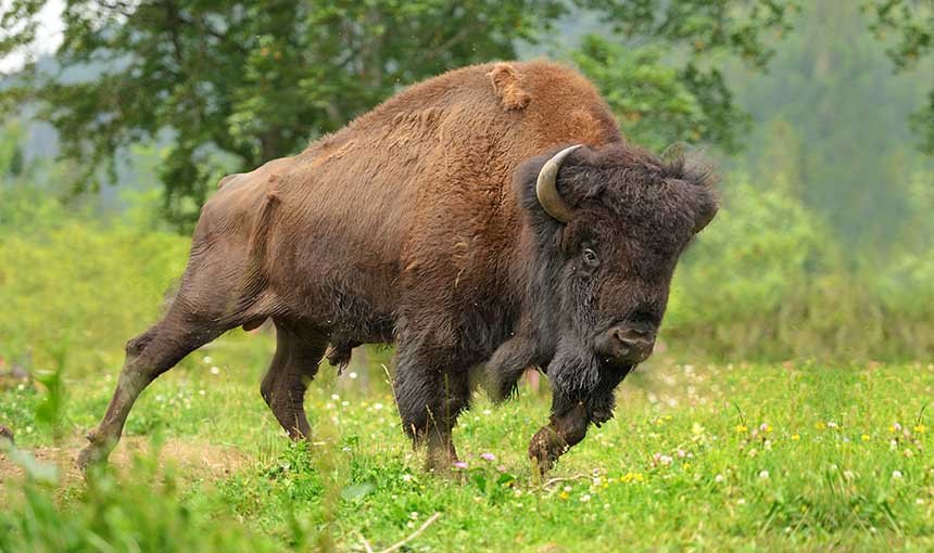 Woman gored by bison in Yellowstone after crowd gets too close - East ...