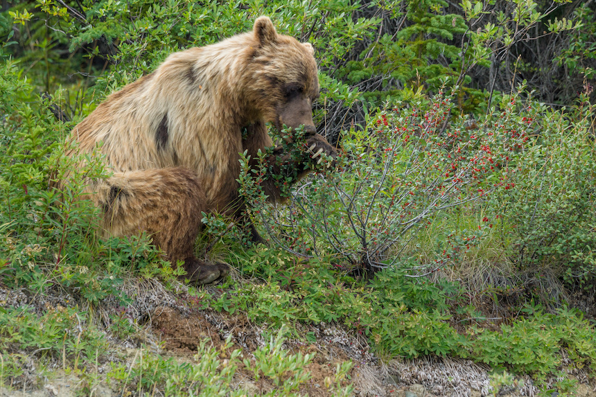 Grizzly bear research trapping taking place in Grand Teton National ...