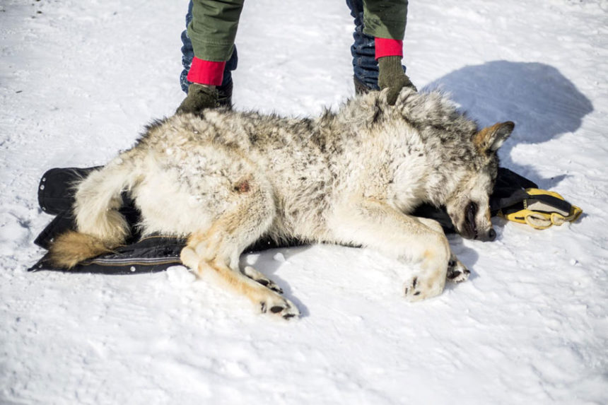 4 wolf pups found dead near trails in Jackson Hole area - East Idaho News