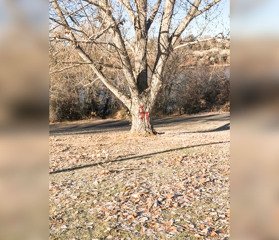 Swastikas found painted on trees, poles at Idaho Falls park - East ...