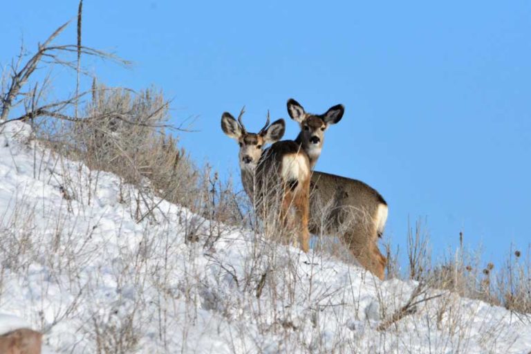 fewer-than-200-nonresident-regular-deer-1-500-whitetail-tags-remain