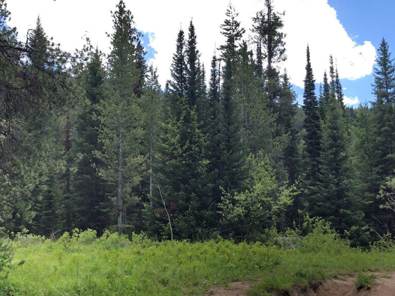 Crews to begin project in Caribou-Targhee National Forest to reduce the ...