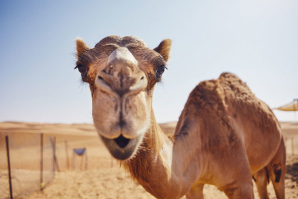 Woman bites camel's testicles after it sat on her - East Idaho News