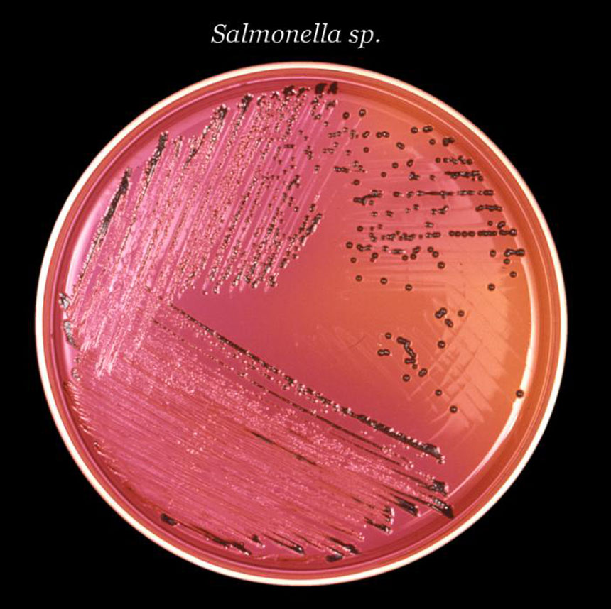 Salmonella outbreak linked to onions expands to hundreds of people ...