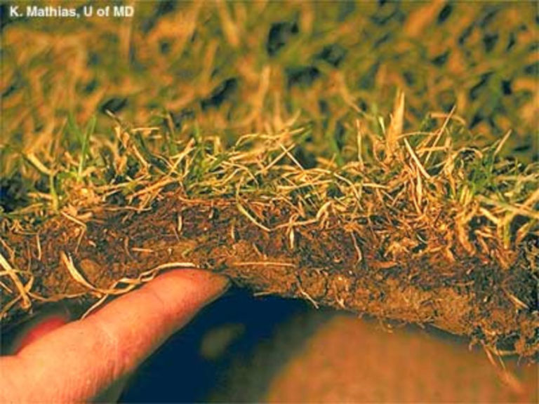 Understanding thatch and how to prevent it from damaging your lawn ...