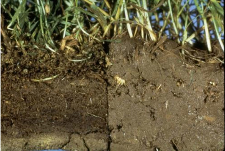 Understanding thatch and how to prevent it from damaging your lawn ...