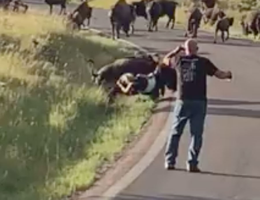 WATCH: Woman attacked by bison in South Dakota - East Idaho News