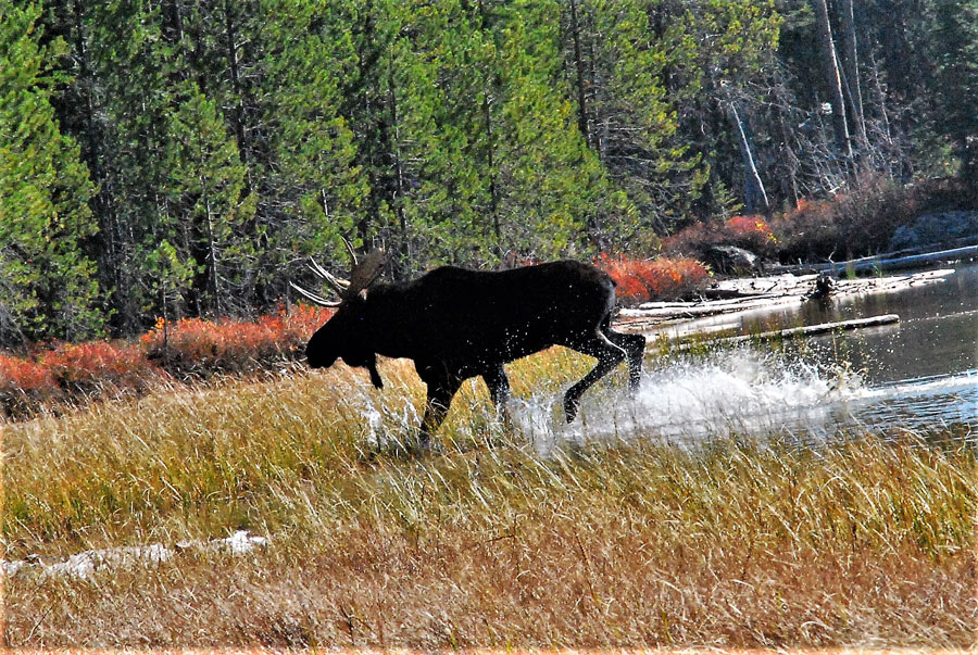 It was their first time seeing moose that close and they were impressed ...