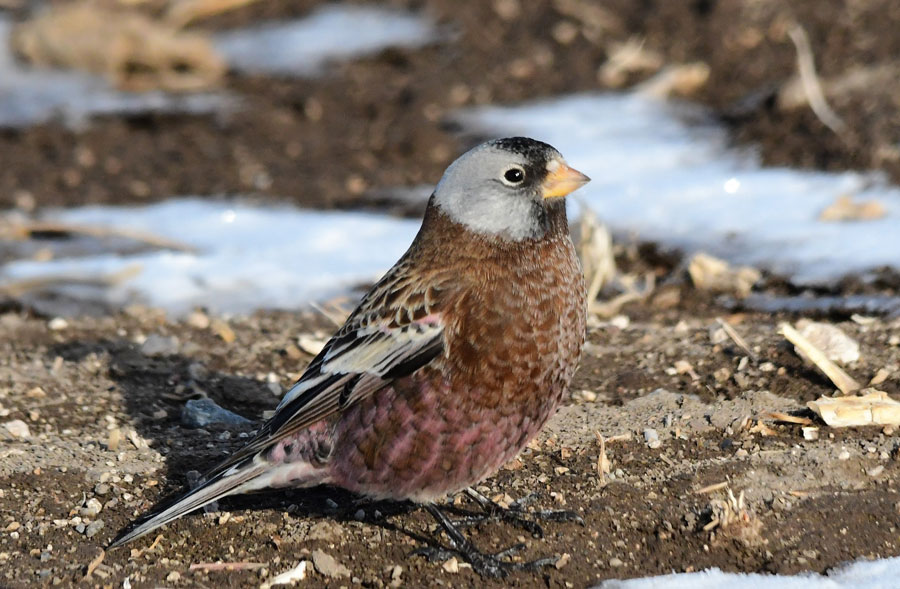 Arctic summer birds return to eastern Idaho - East Idaho News