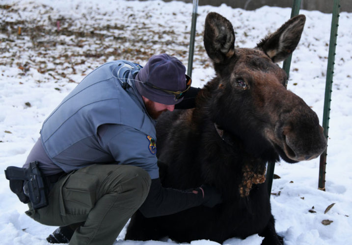 What’s killing Idaho moose? In many cases, infestations of ticks and ...