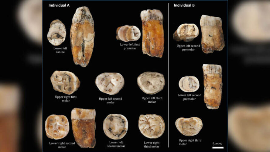 Prehistoric teeth hint at humans mating with Neanderthals - East Idaho News