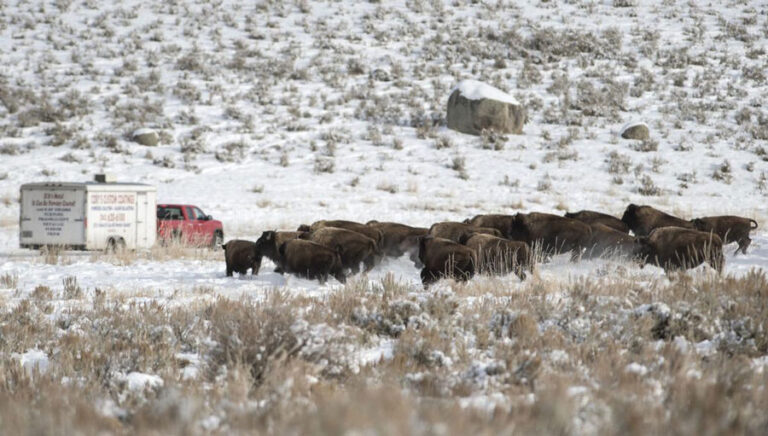 Bison begin migrating out of Yellowstone National Park - East Idaho News