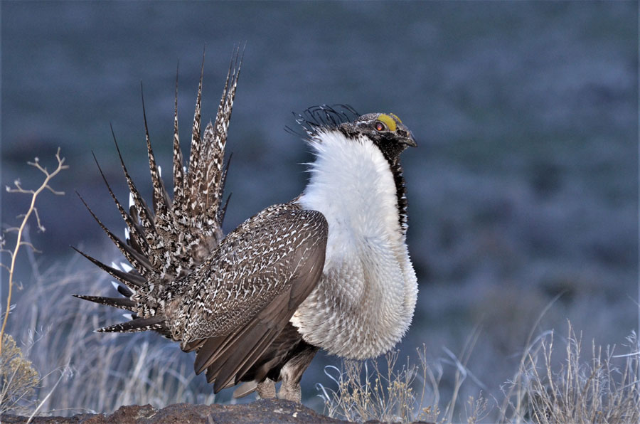Sage grouse numbers are slipping away in eastern Idaho - East Idaho News
