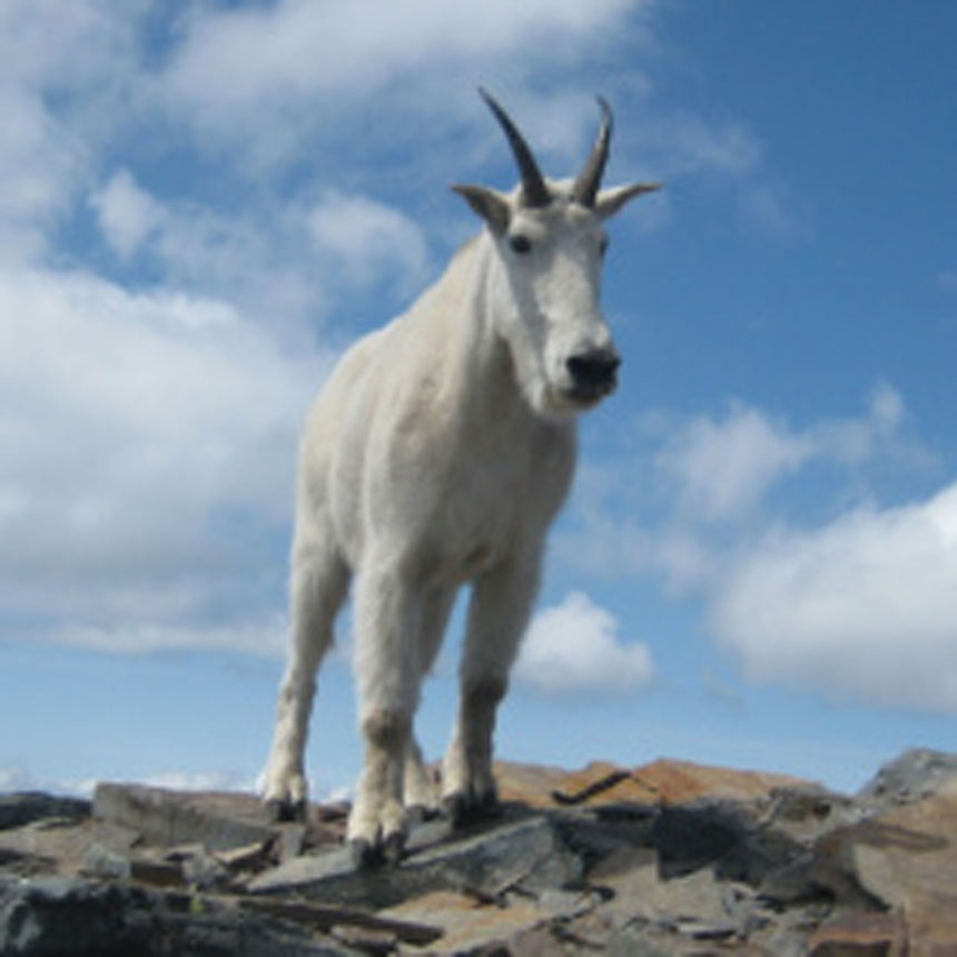Grand Teton National Park to conduct aerial operations to cull mountain ...