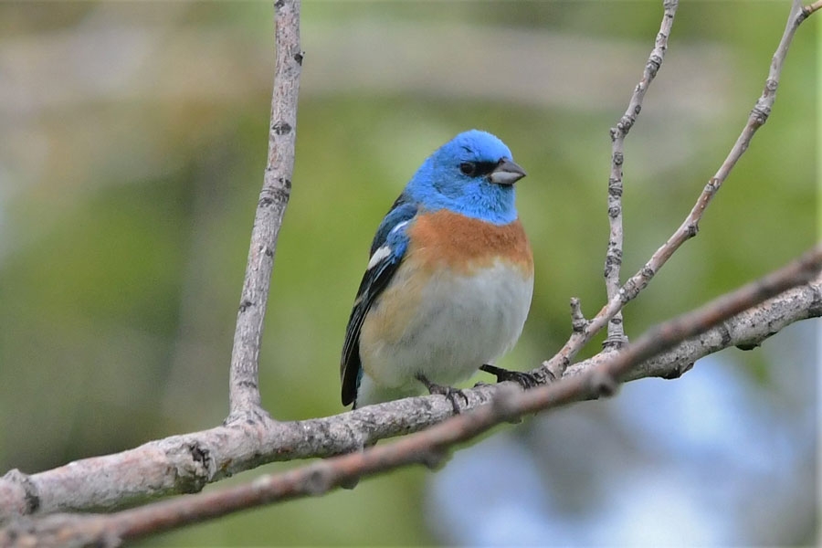 An up close look at one of the prettiest bluebirds - East Idaho News