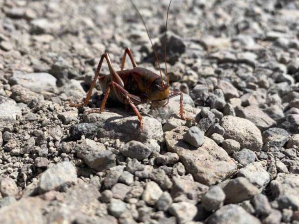 Millions of Mormon crickets are marching in the Idaho desert - East ...