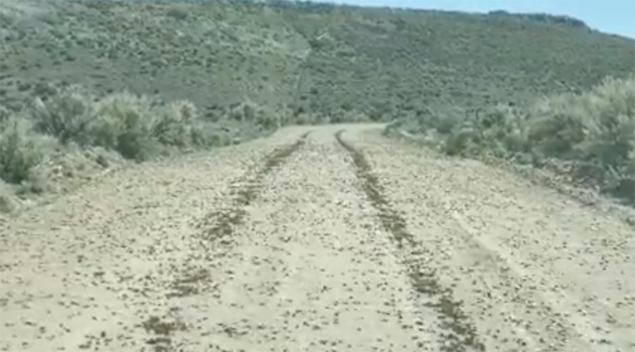 Millions of Mormon crickets are marching in the Idaho desert - East ...