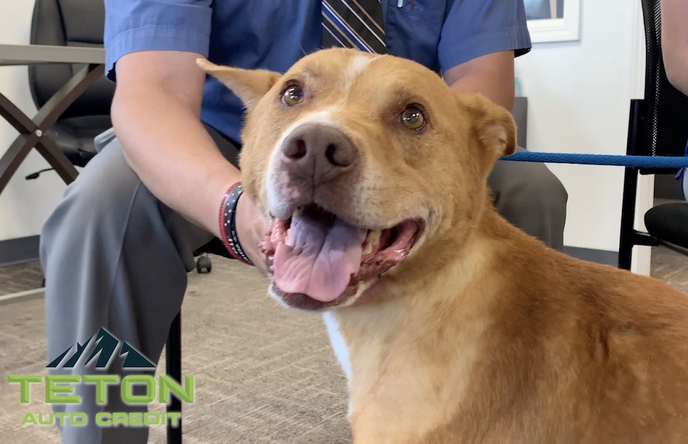 Pet of the Week: Buddy - East Idaho News