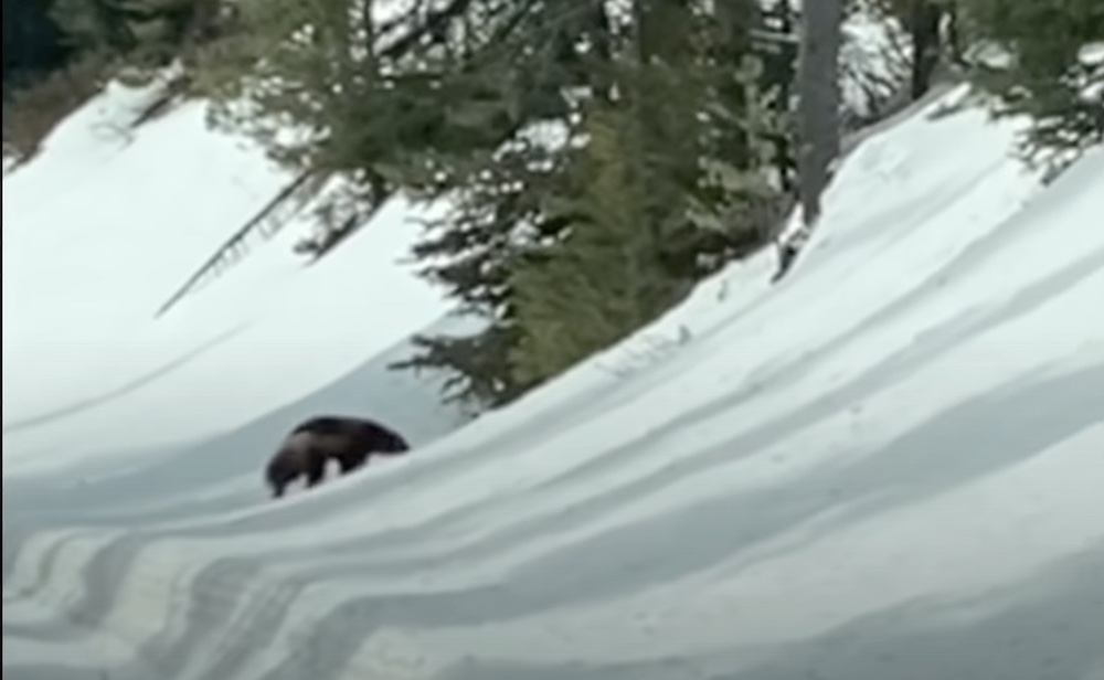 Rare wolverine sighting in Yellowstone was captured on video - East ...